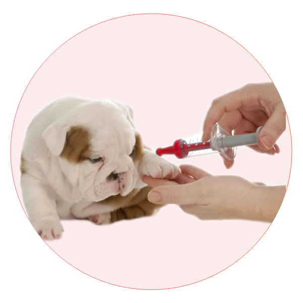Pet Vaccination Services by Pet Cure
